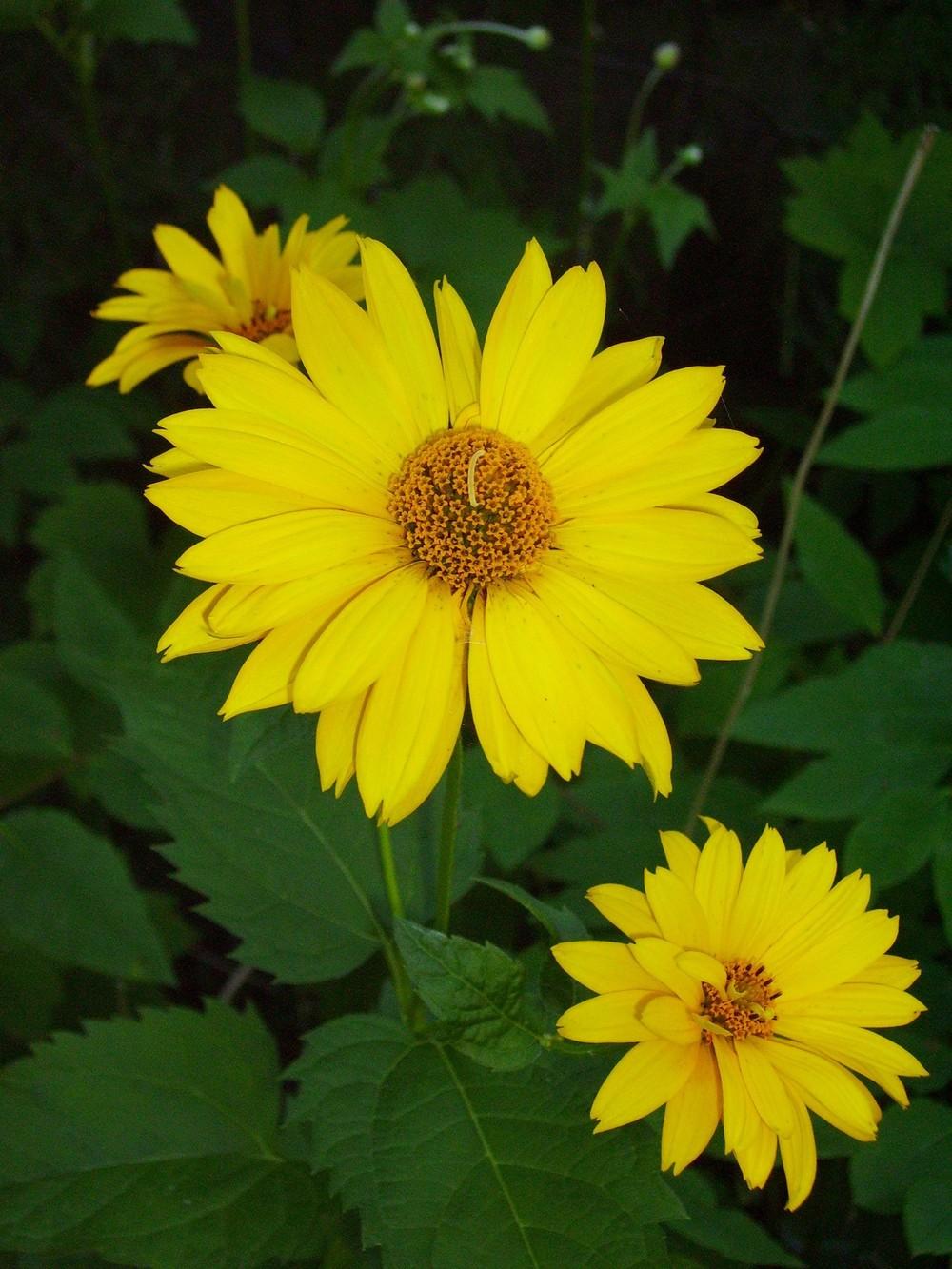 Floral Alphabet Soup: the letter H! in the Garden Photos forum - Garden.org