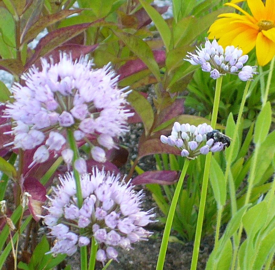 Photo of the stamens, filaments and pistils of German Garlic (Allium ...