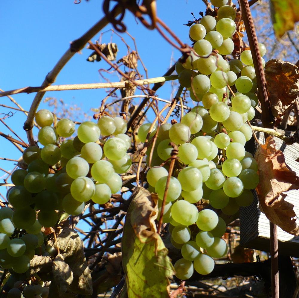 Grape (Vitis vinifera 'Riesling') in the Grapes Database - Garden.org