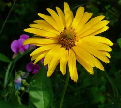 Floral Alphabet Soup: the letter H! in the Garden Photos forum - Garden.org