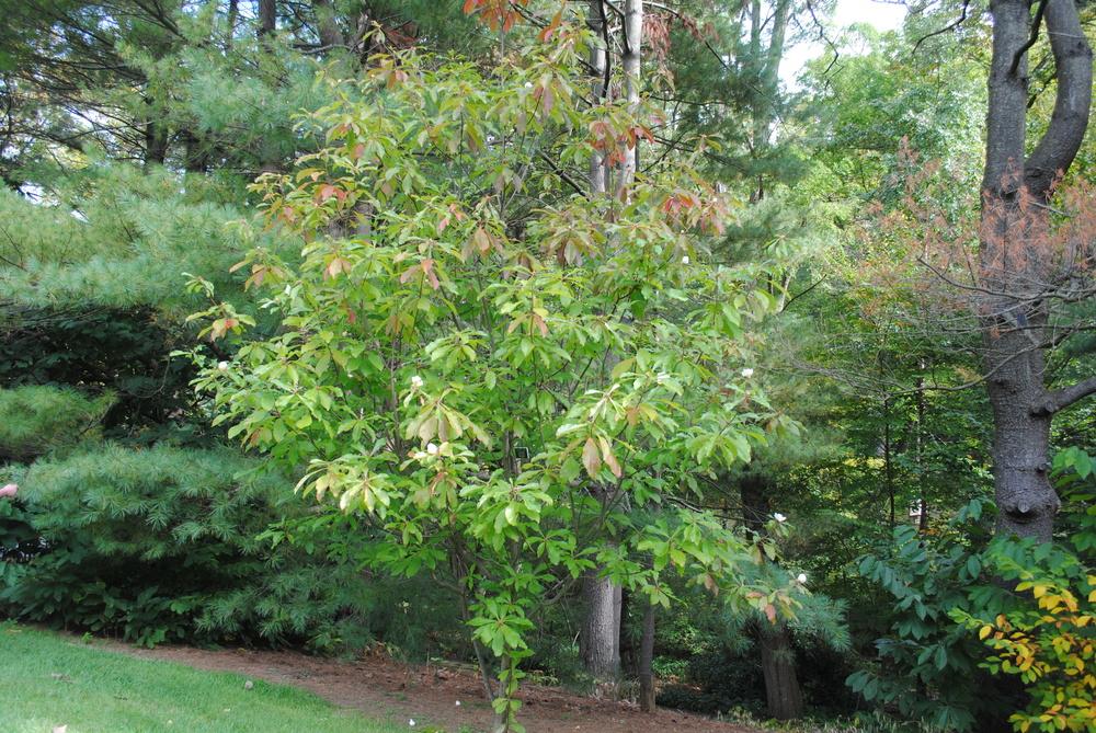 Photo of the entire plant of Franklin Tree (Franklinia alatamaha ...