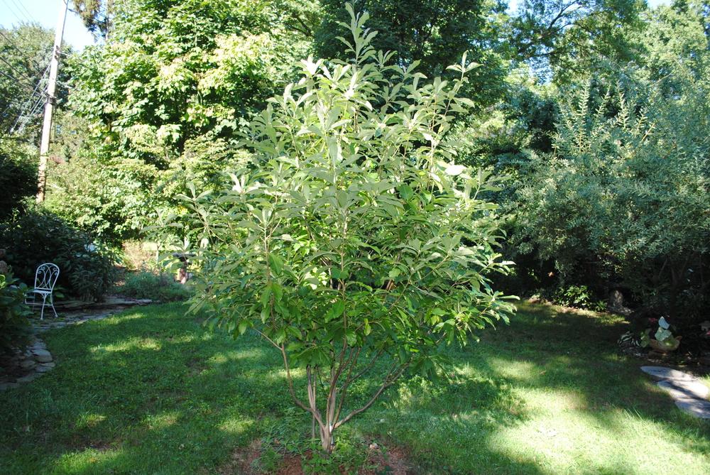 Photo of the entire plant of Franklin Tree (Franklinia alatamaha ...