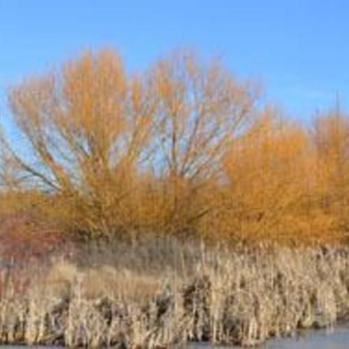 Golden Willow (Salix alba 'Vitellina') - Garden.org