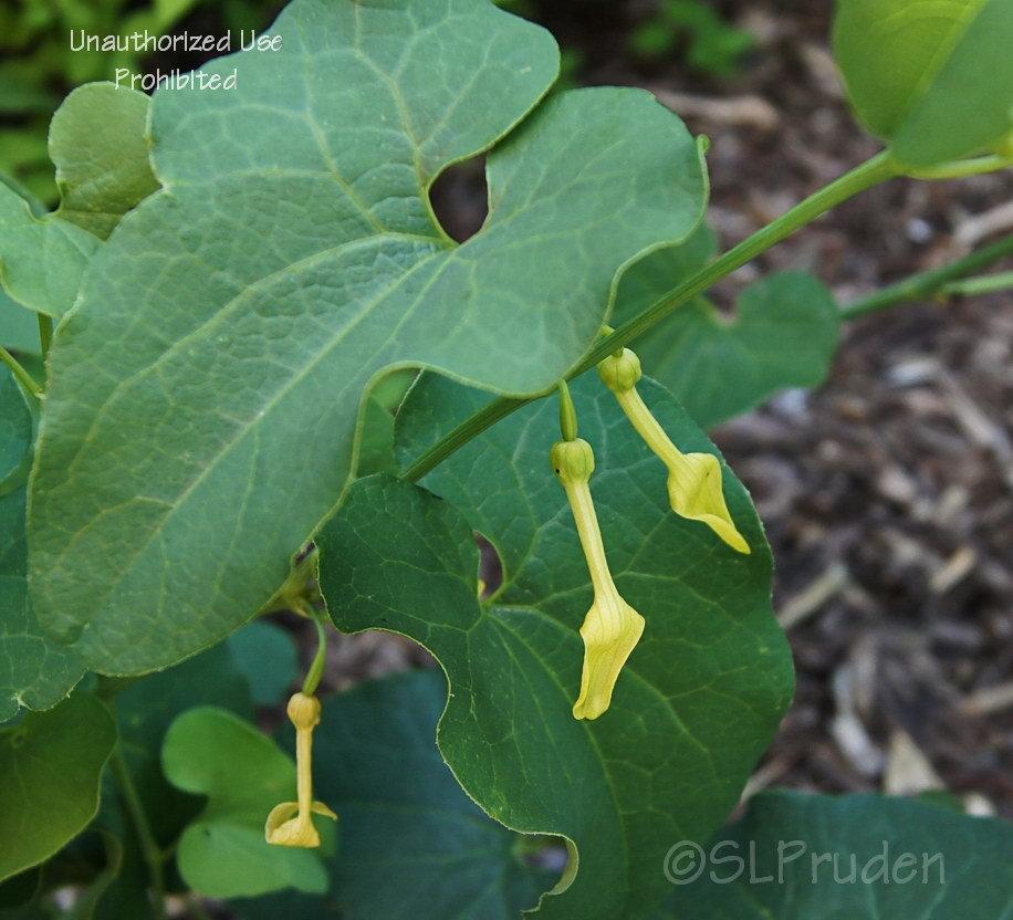 Dutchman's Pipe (Aristolochia contorta) - Garden.org