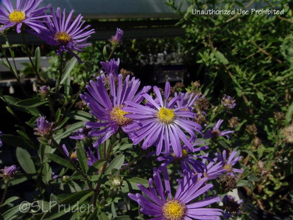 Photo of the entire plant of Italian Aster (Aster amellus ...