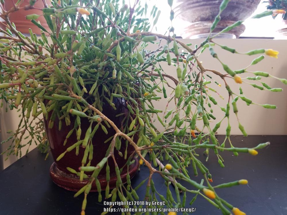 Photo of the entire plant of Dancing Bones Cactus (Hatiora ...