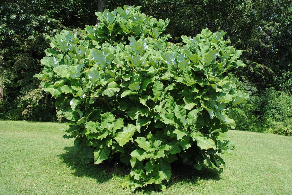 Photo of the entire plant of Magnolia (Magnolia ashei) posted by ILPARW ...