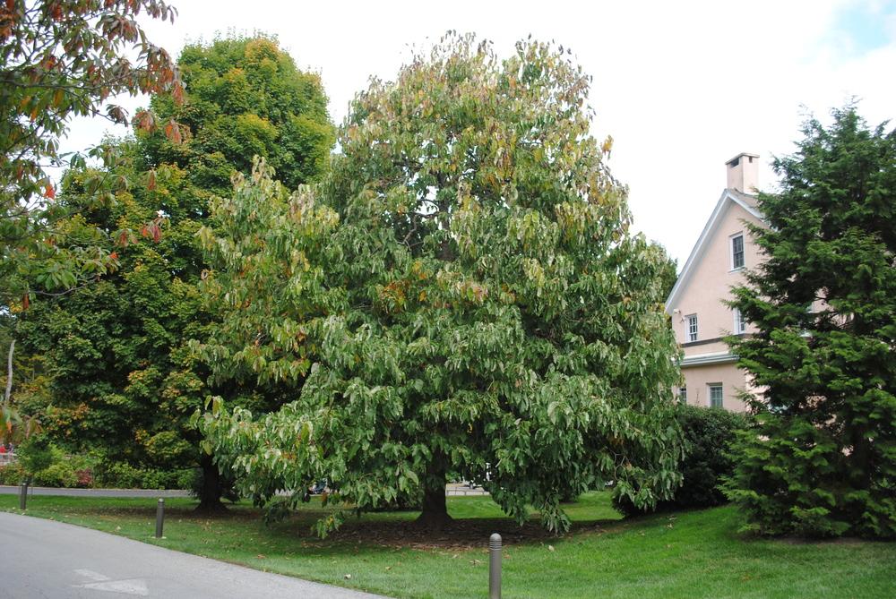 Photo of the entire plant of Cucumber Tree (Magnolia acuminata) posted ...