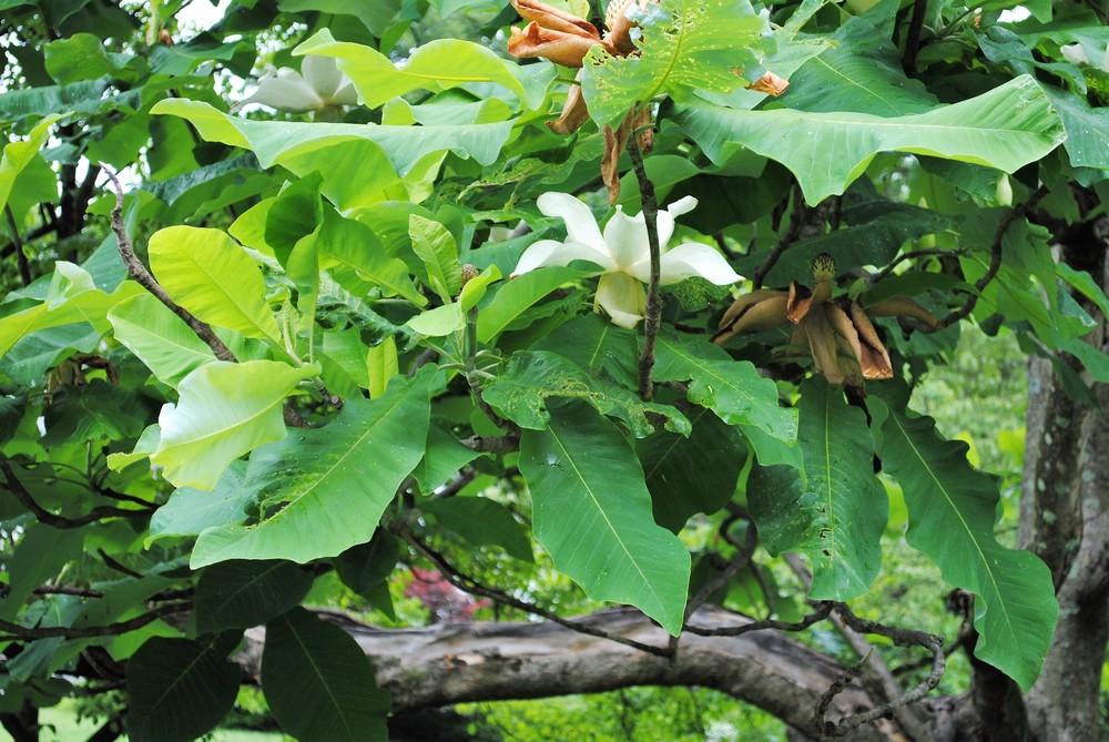 Photo of the leaves of Bigleaf Magnolia (Magnolia macrophylla) posted ...