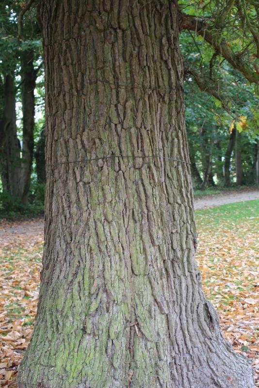 Photo of the stem, scape, stalk or bark of Swamp White Oak (Quercus ...