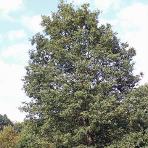 Turkey Oak (Quercus cerris) - Garden.org