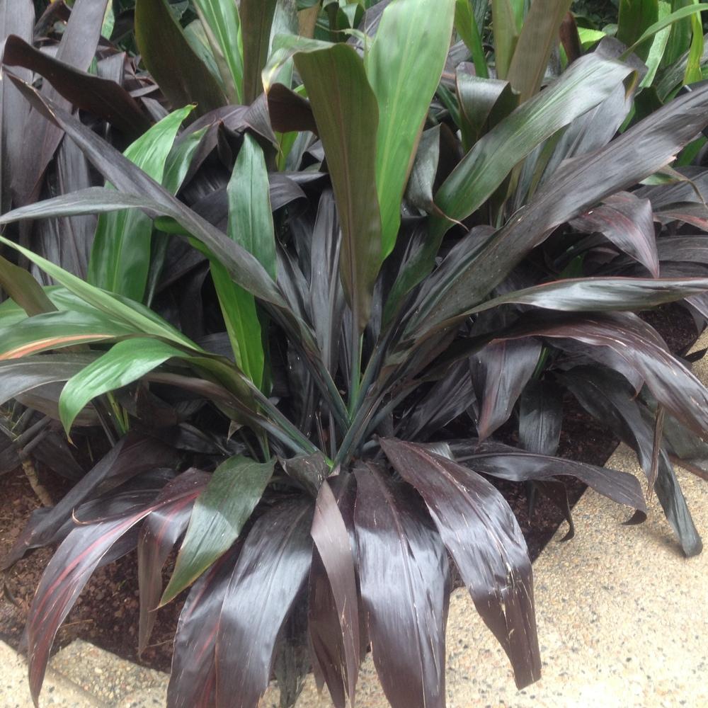 Photo of the entire plant of Ti plant (Cordyline fruticosa 'Black Magic ...