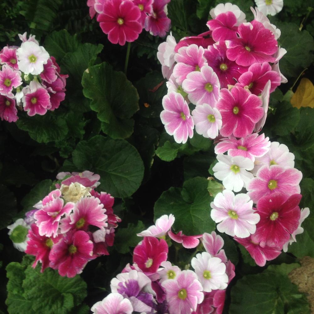 Photo of the bloom of Primrose (Primula obconica Libre™ Rose Picotee ...