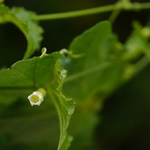 Solena amplexicaulis - Garden.org