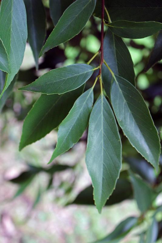 Japanese Blue Oak (Quercus glauca) - Garden.org