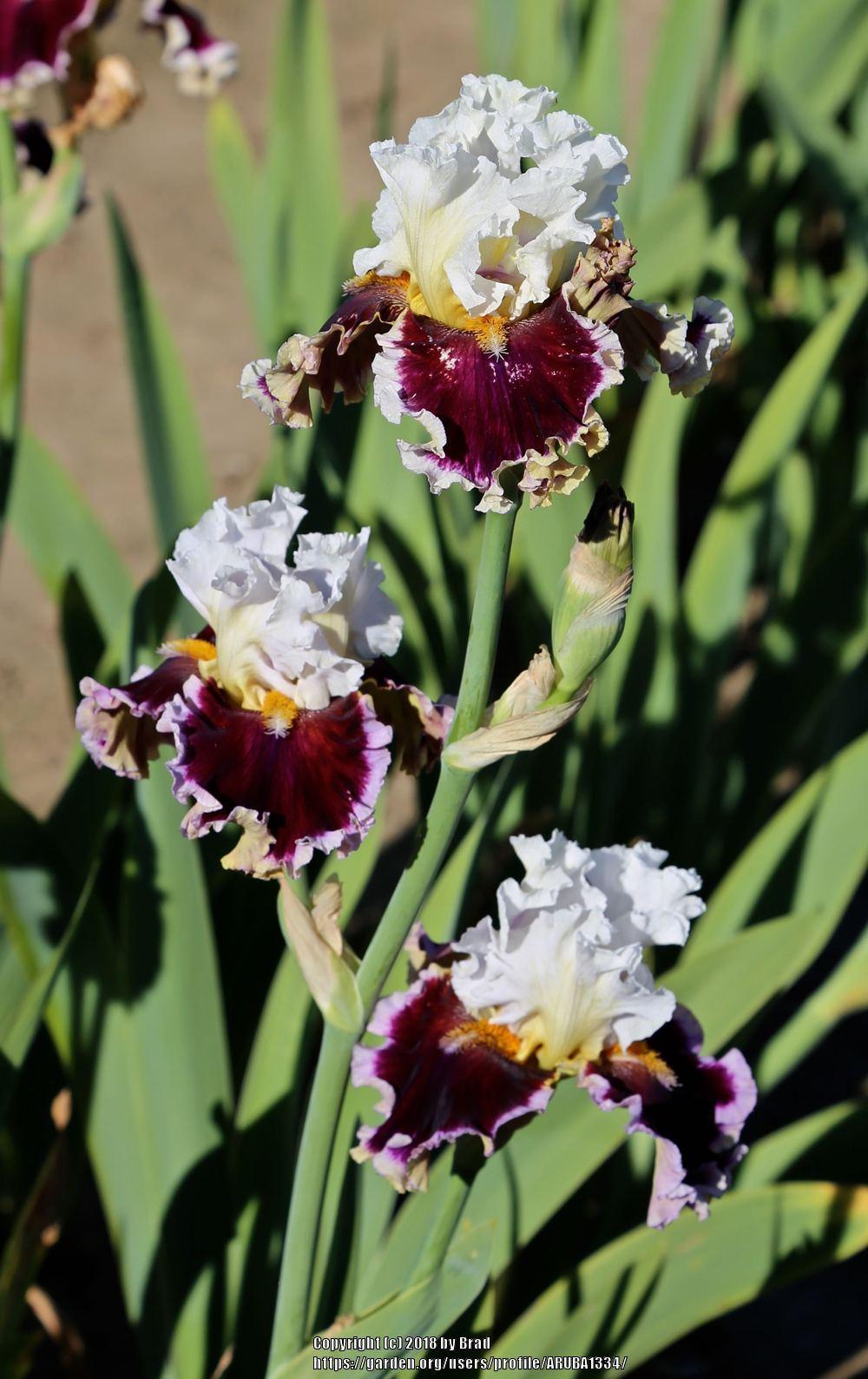 Photo of the bloom of Tall Bearded Iris (Iris 'When Doves Cry') posted ...