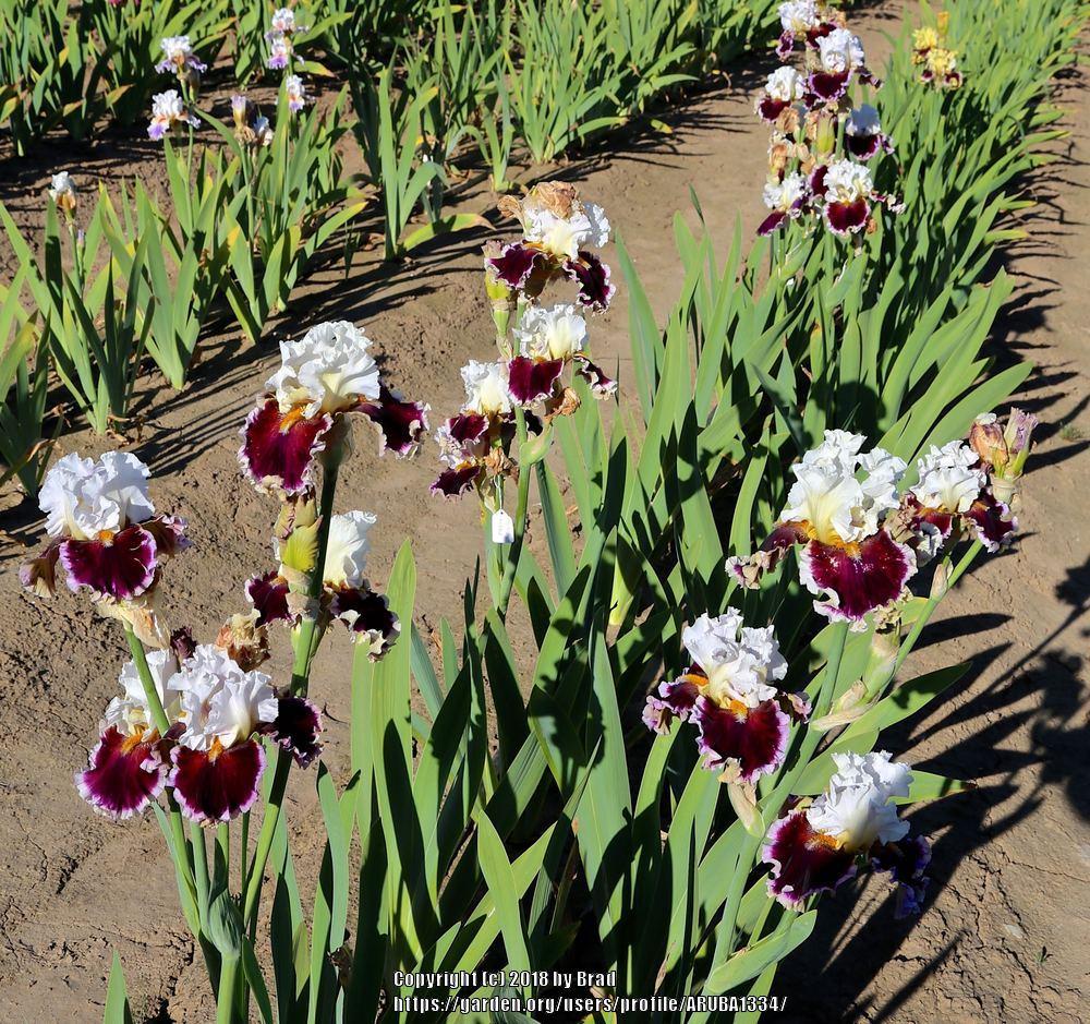 Photo of the bloom of Tall Bearded Iris (Iris 'When Doves Cry') posted ...