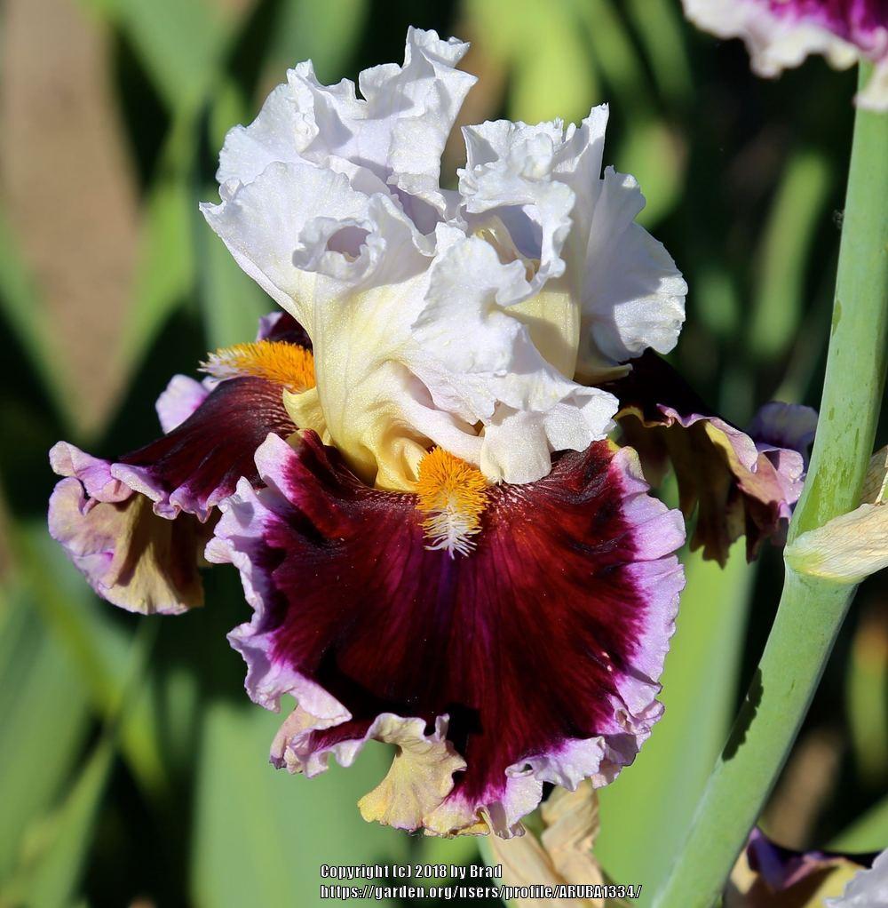 Photo of the bloom of Tall Bearded Iris (Iris 'When Doves Cry') posted ...