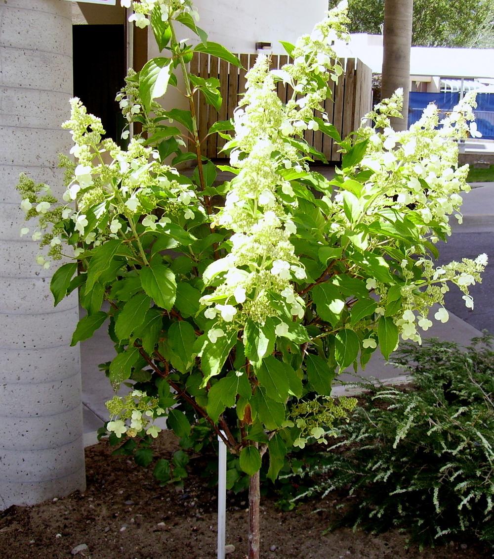 Panicle Hydrangea (Hydrangea paniculata 'Kyushu') in the Hydrangeas Database - Garden.org