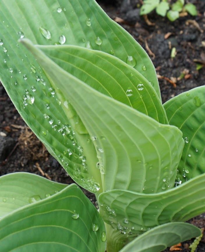 Hosta 'Abiqua Blue Crinkles' in the Hostas Database - Garden.org