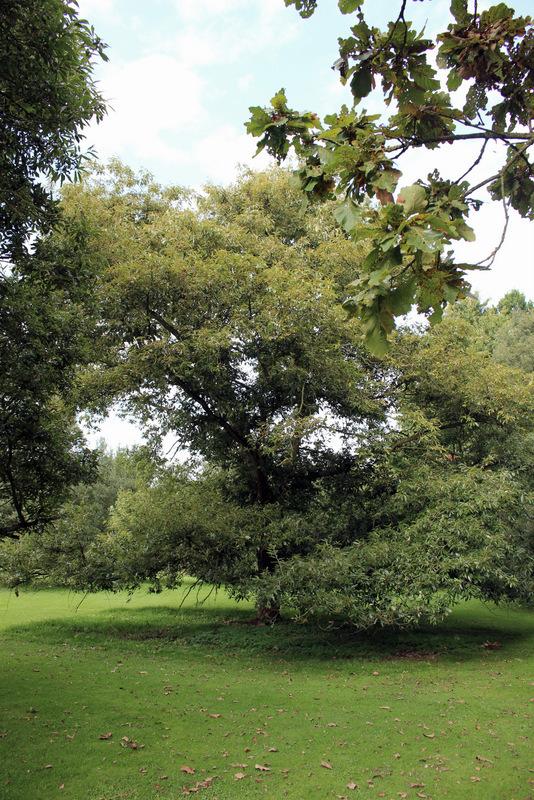 Chinese Cork Oak (Quercus variabilis) - Garden.org