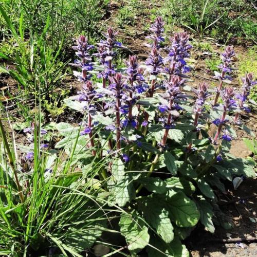 Australian Bugle (Ajuga australis) - Garden.org