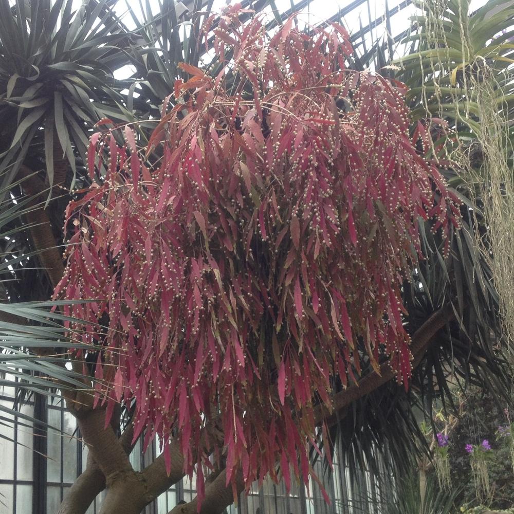 Photo of the entire plant of Red Mistletoe Cactus (Pseudorhipsalis ...