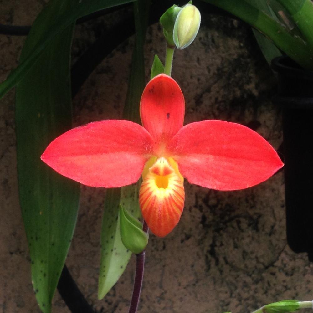 Orchid (Phragmipedium besseae) - Garden.org