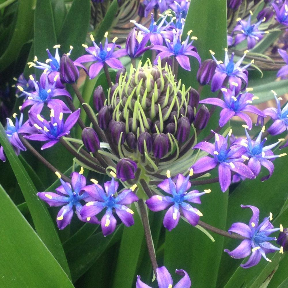 Peruvian Jacinth (Scilla peruviana 'Sapphire Blue') - Garden.org
