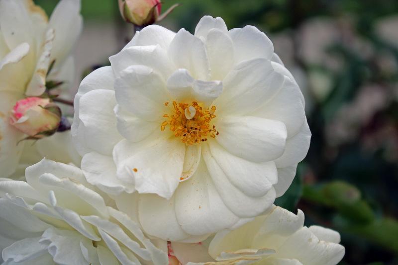 Photo of the bloom of Hybrid Musk Rose (Rosa 'Prosperity') posted by ...