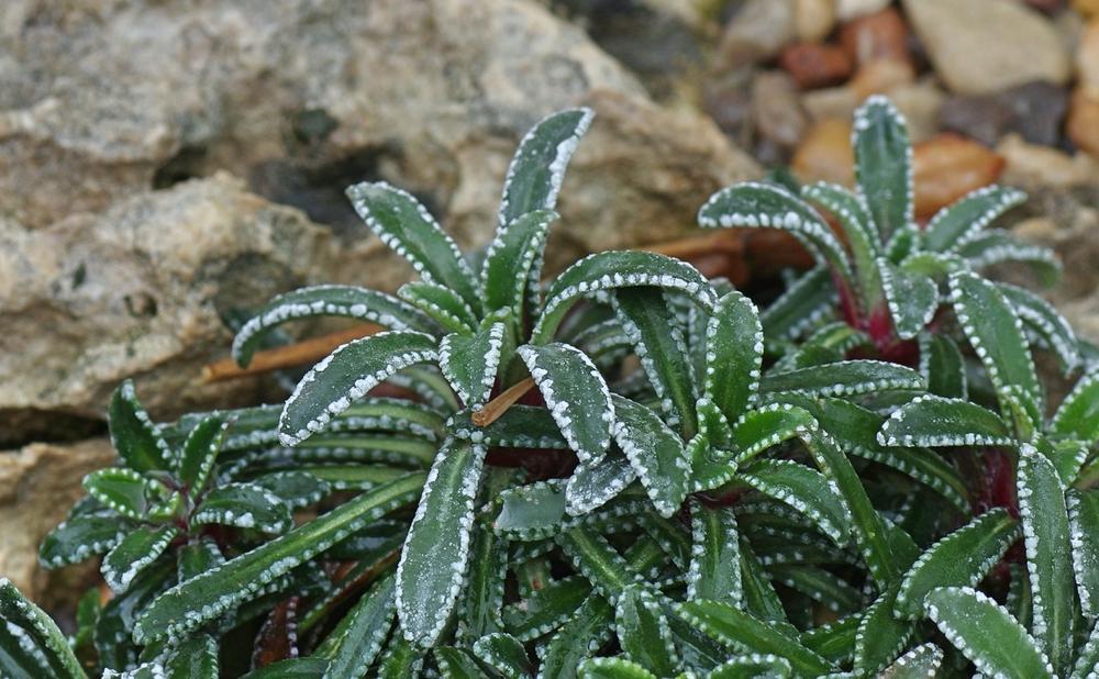 Silver Saxifrage (Saxifraga crustata) - Garden.org