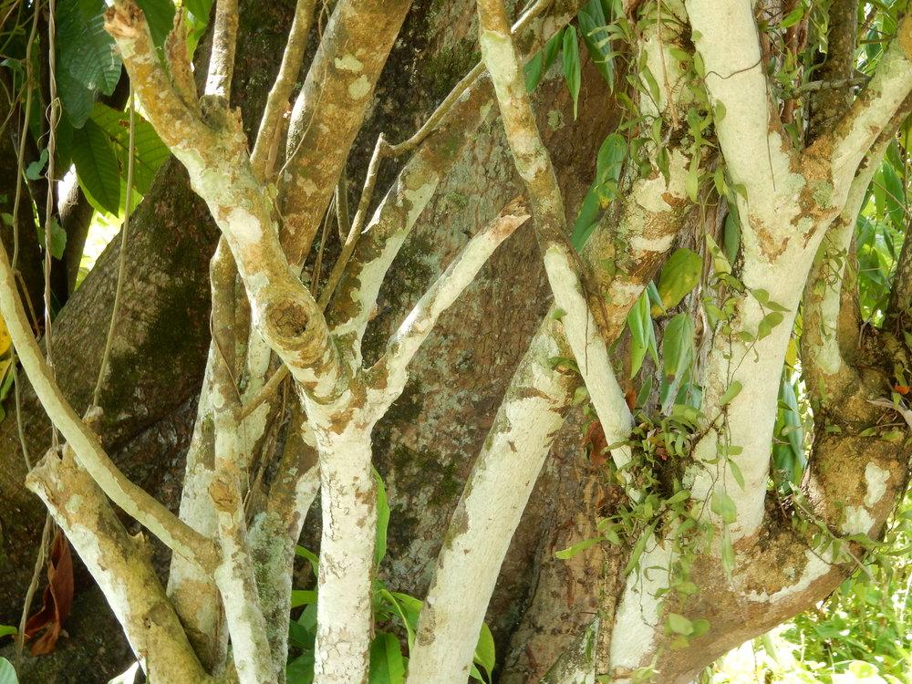 Photo of the stem, scape, stalk or bark of Crateva magna posted by ...