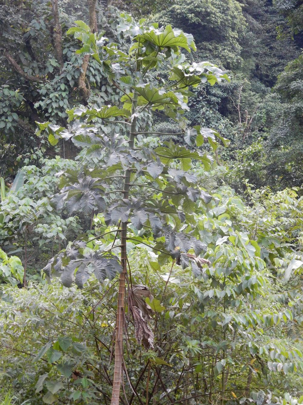 Ambay Pumpwood (Cecropia pachystachya) - Garden.org