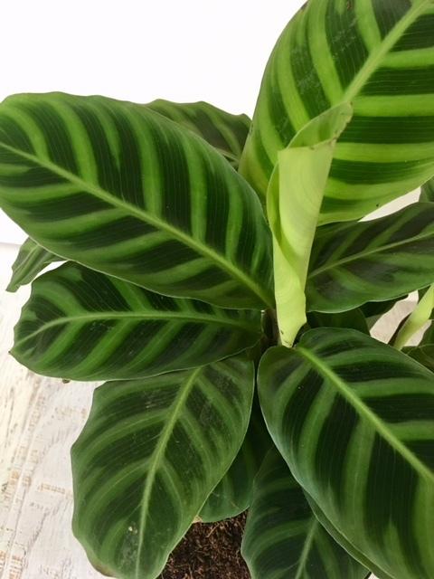 Photo of the entire plant of Zebra Plant (Goeppertia zebrina) posted by ...