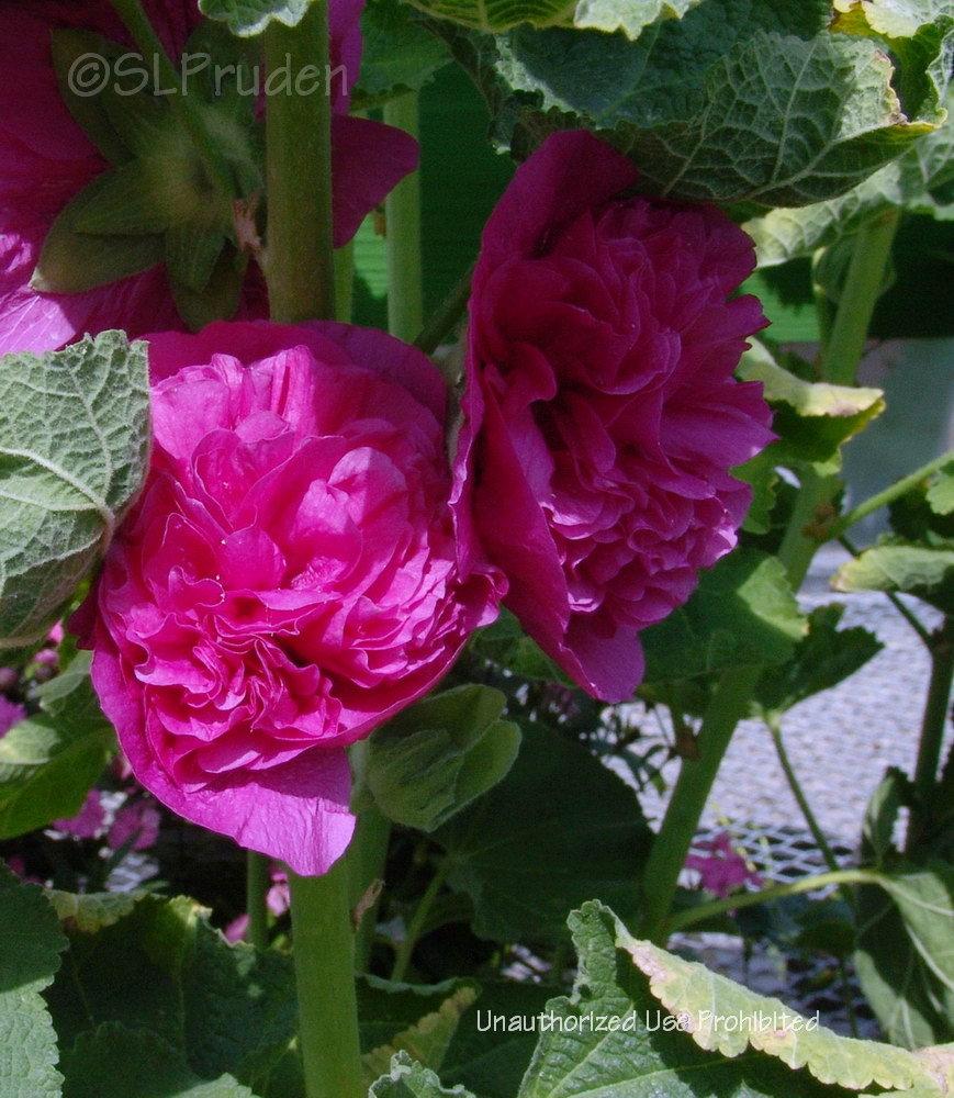 Photo of the bloom of Hollyhock (Alcea rosea 'Chater's Double Purple ...