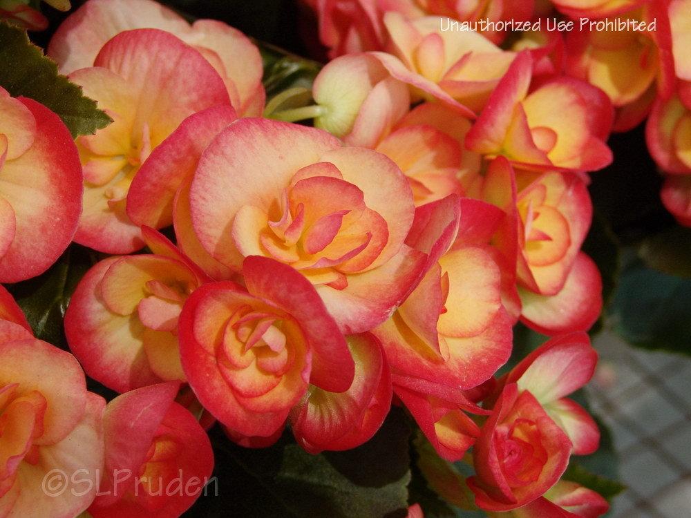 Photo of the bloom of Begonia 'Julie' posted by DaylilySLP - Garden.org