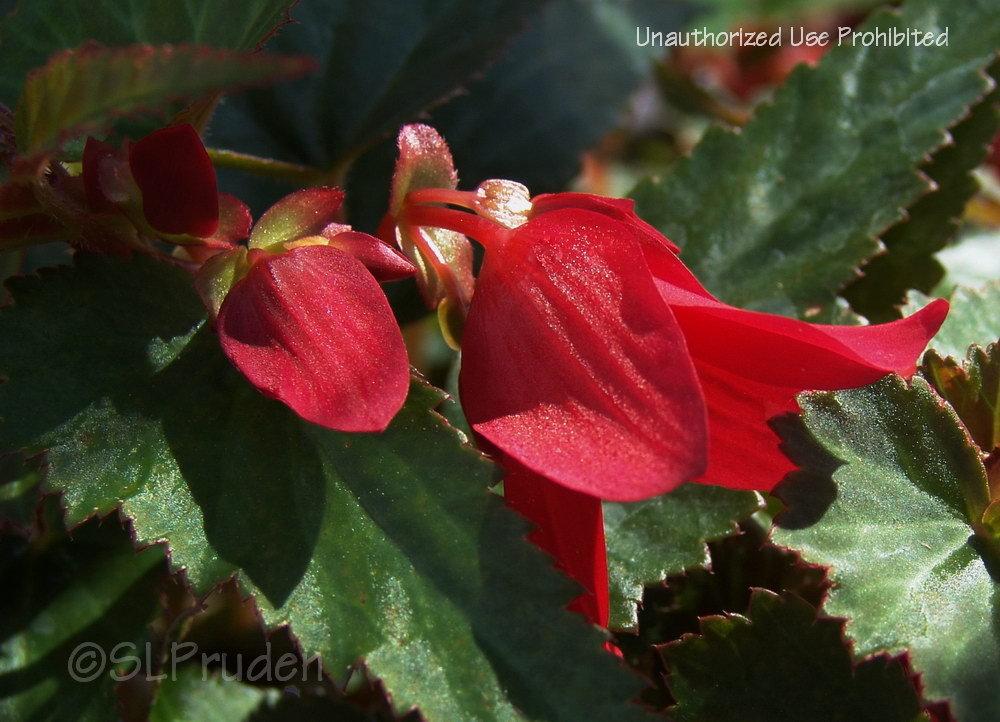 Begonia 'Sparkle Scarlet' in the Begonias Database - Garden.org
