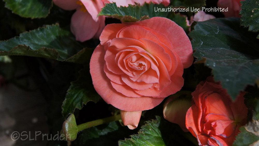 Begonia 'Fortune Peach Shades' in the Begonias Database - Garden.org