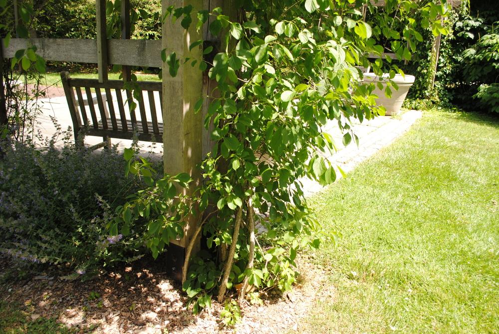 Photo of the stem, scape, stalk or bark of American Bittersweet ...