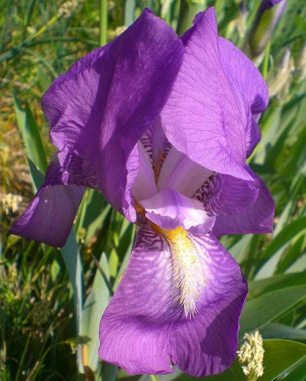 Tall Bearded Iris (Iris 'Georgia') in the Irises Database - Garden.org