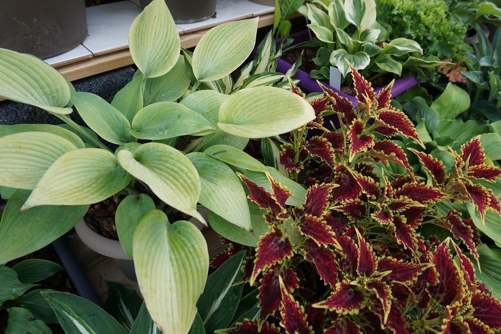 Photo of the entire plant of Hosta 'Early Times' posted by ...