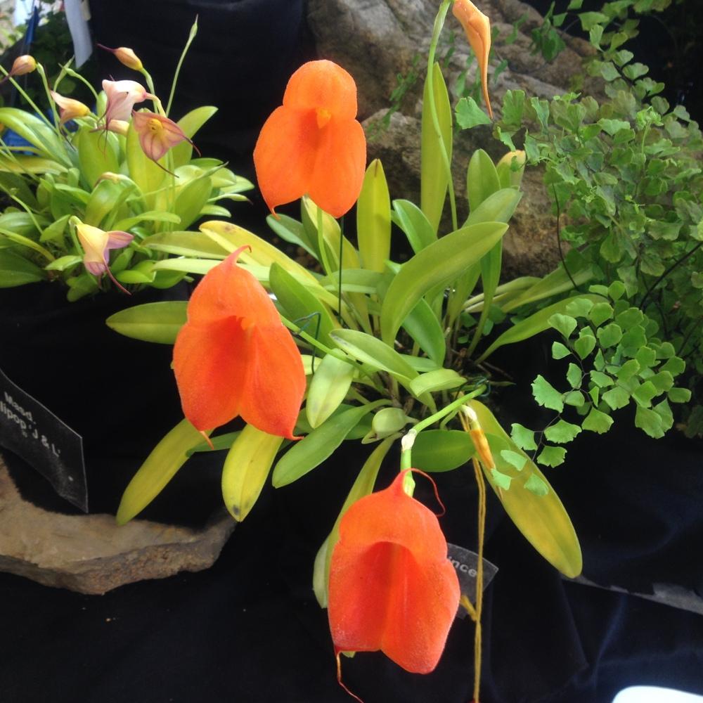 Orchid (Masdevallia Inca Prince 'Fire & Ice') - Garden.org