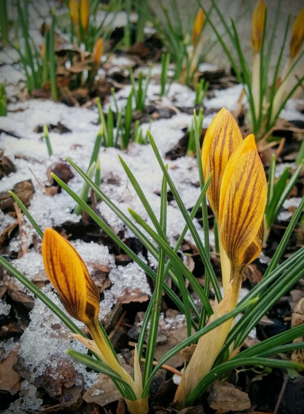 Crocus: Plant Care and Collection of Varieties - Garden.org