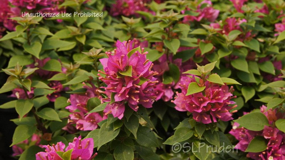 Photo of the entire plant of Bougainvillea 'Pink Pixie' posted by ...