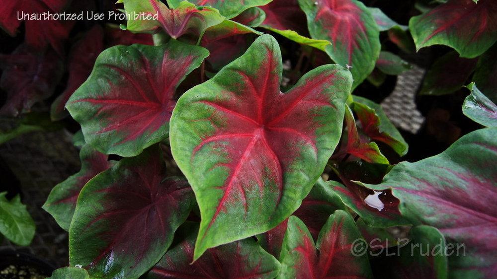 Caladiums: Plant Care and Collection of Varieties - Garden.org