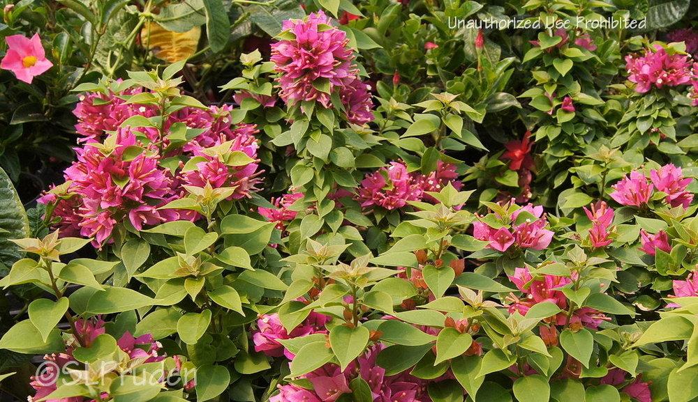 Photo of the entire plant of Bougainvillea 'Pink Pixie' posted by ...