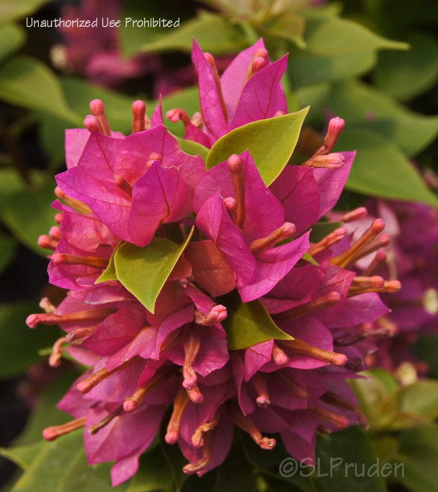 Bougainvilleas: Plant Care and Collection of Varieties - Garden.org