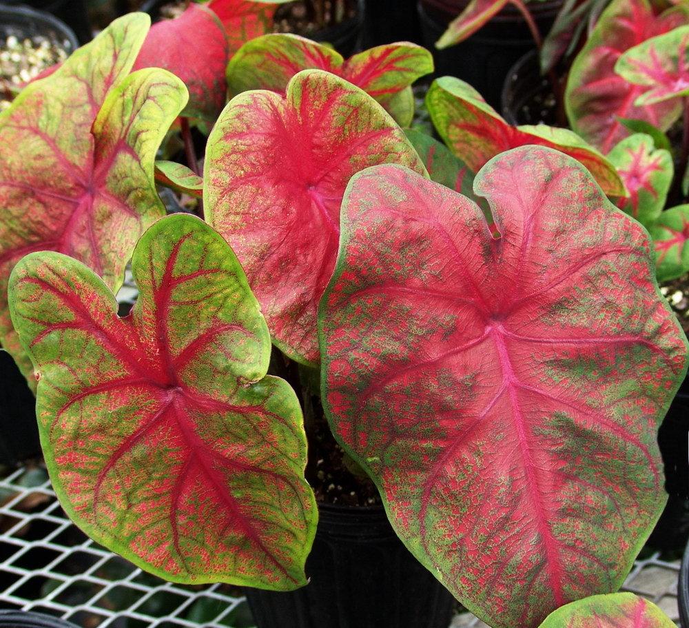 Fancy-leaf Caladium (Caladium 'Brandywine') in the Caladiums Database ...