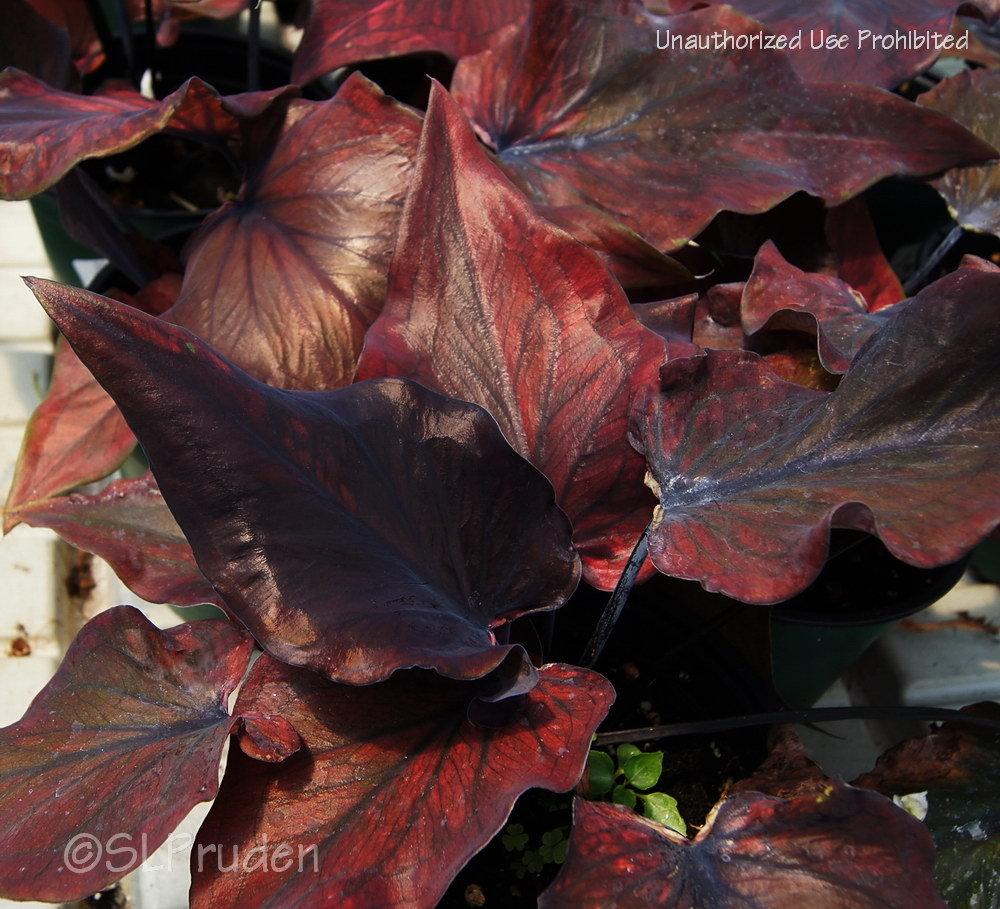 Thai Caladium (Caladium 'Dark Chocolate') in the Caladiums Database ...