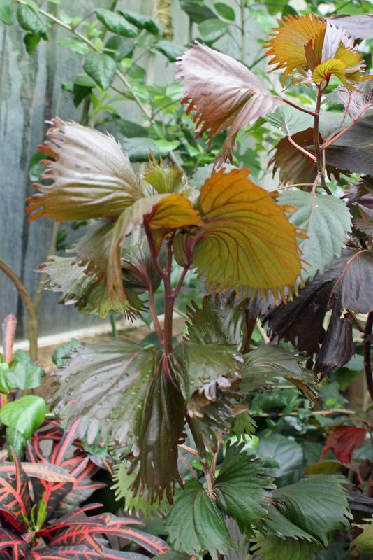 Photo of the leaves of Copper Leaf (Acalypha wilkesiana 'Moorea ...